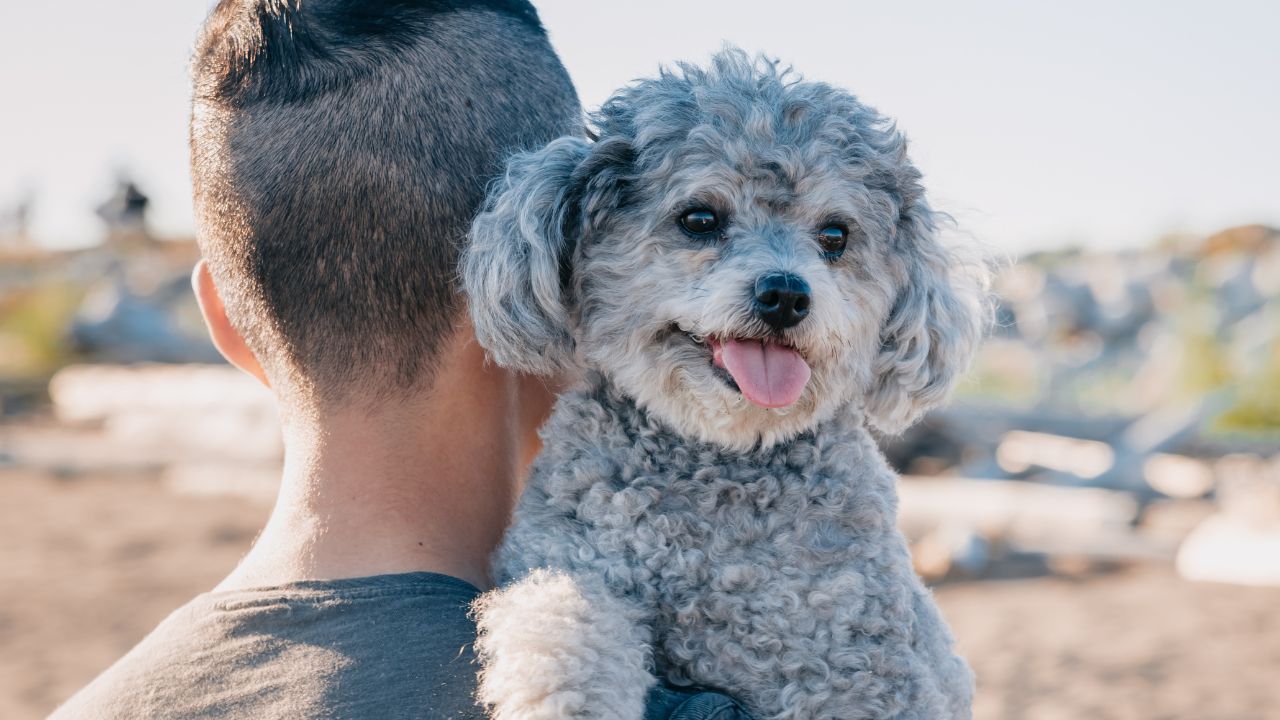 Emotional Support Animal Registration | ESA Dog Certification