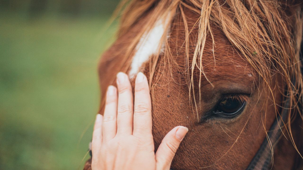 Emotional Support Animal Registration | ESA Dog Certification